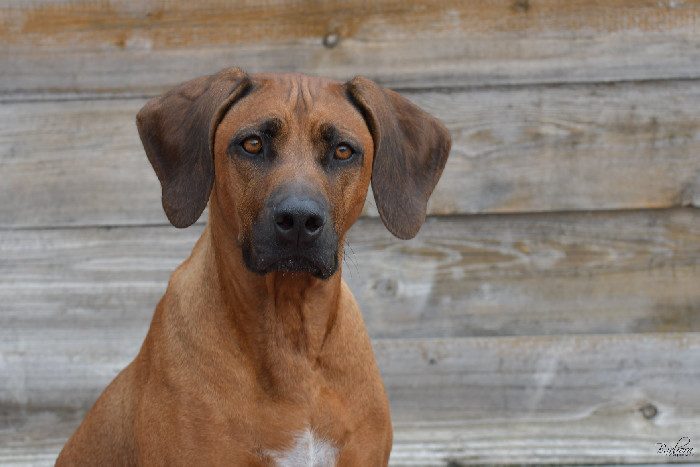 Rhodesian Ridgeback