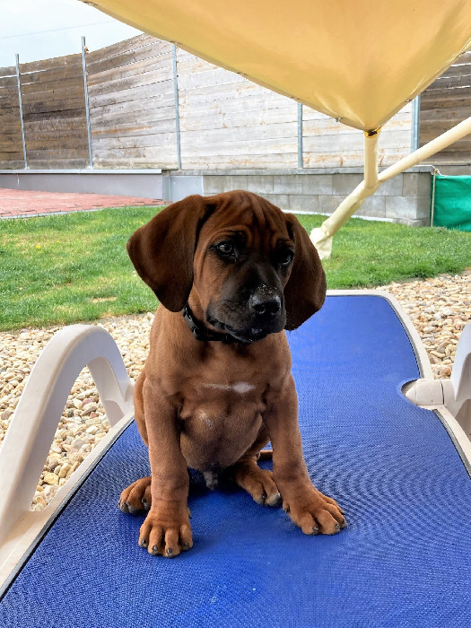 Rhodesian Ridgeback